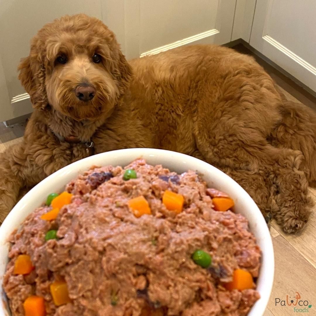 PawCo Foods: startup comercializa comida de cachorro feita de carne ...